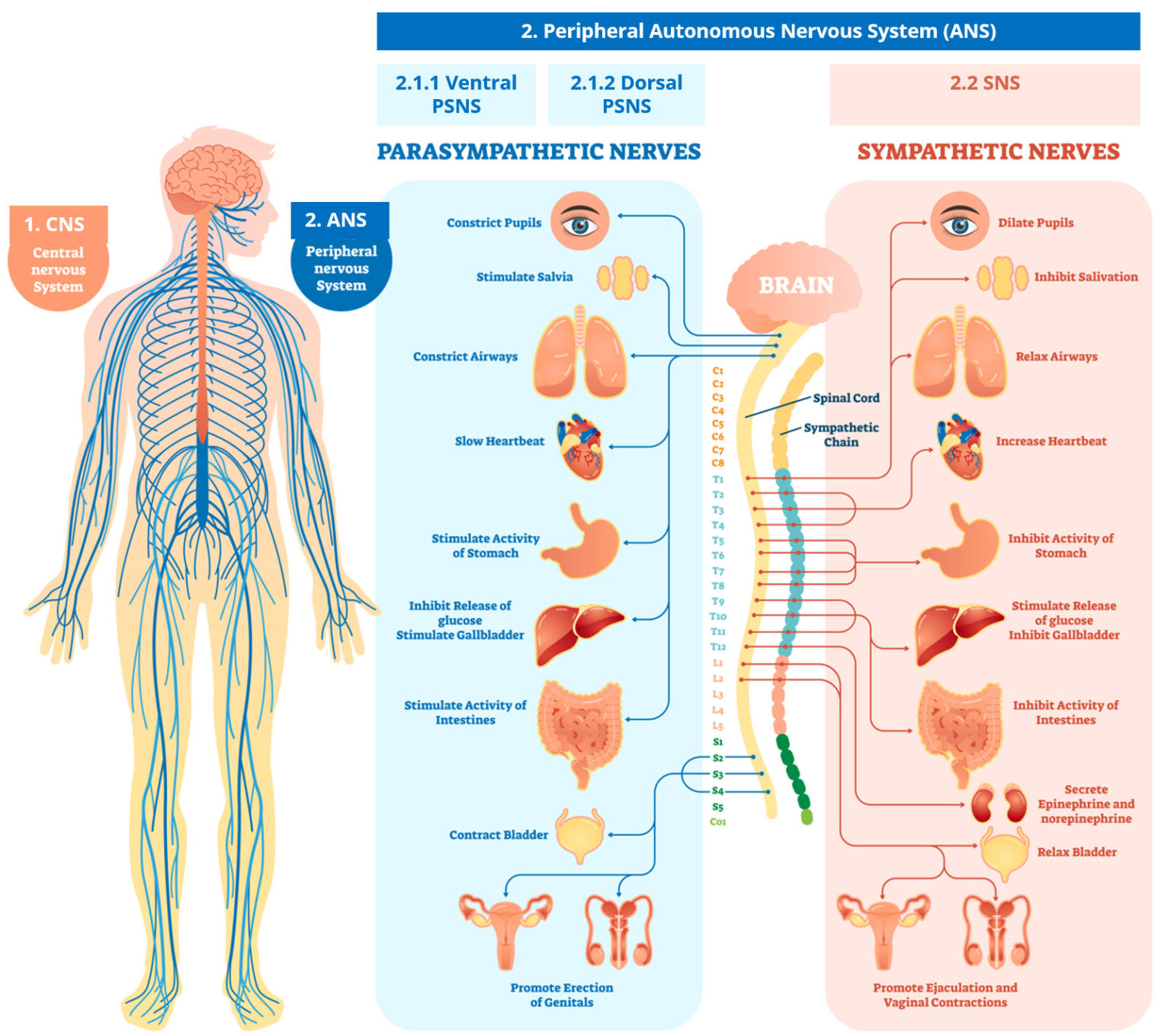 The Science Behind Stress: Part 1 – What is stress? – Tai Chi School ...